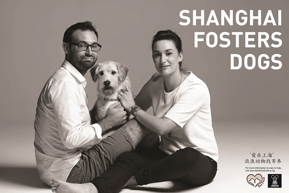 Siveco people and their furry friends! Shanghai Foster Dogs and Cats ...